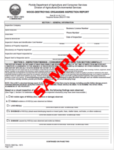 WDO Reports in Georgia | Buy or Sell a Termite-Free Home!